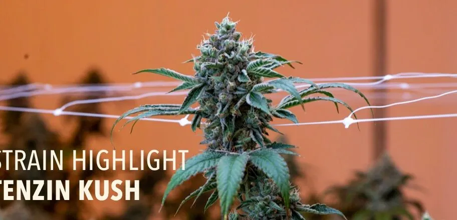 Strain Spotlight: Future Haze - High Minded