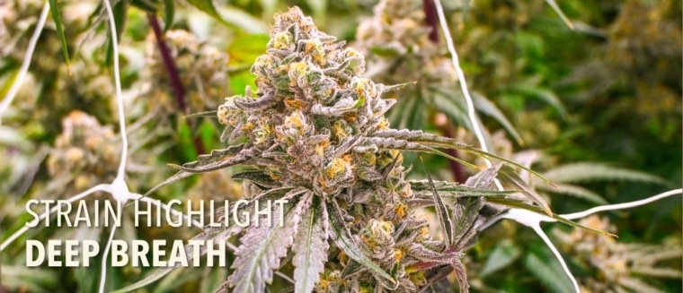 Strain Spotlight: Deep Breath - High Minded